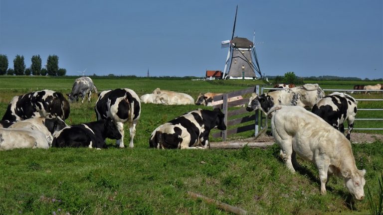 Grazende en luierende koeien | Stompwijk