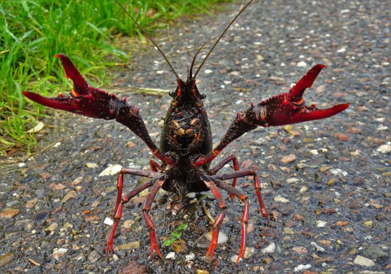 Diverse kreeften gespot | Stompwijk